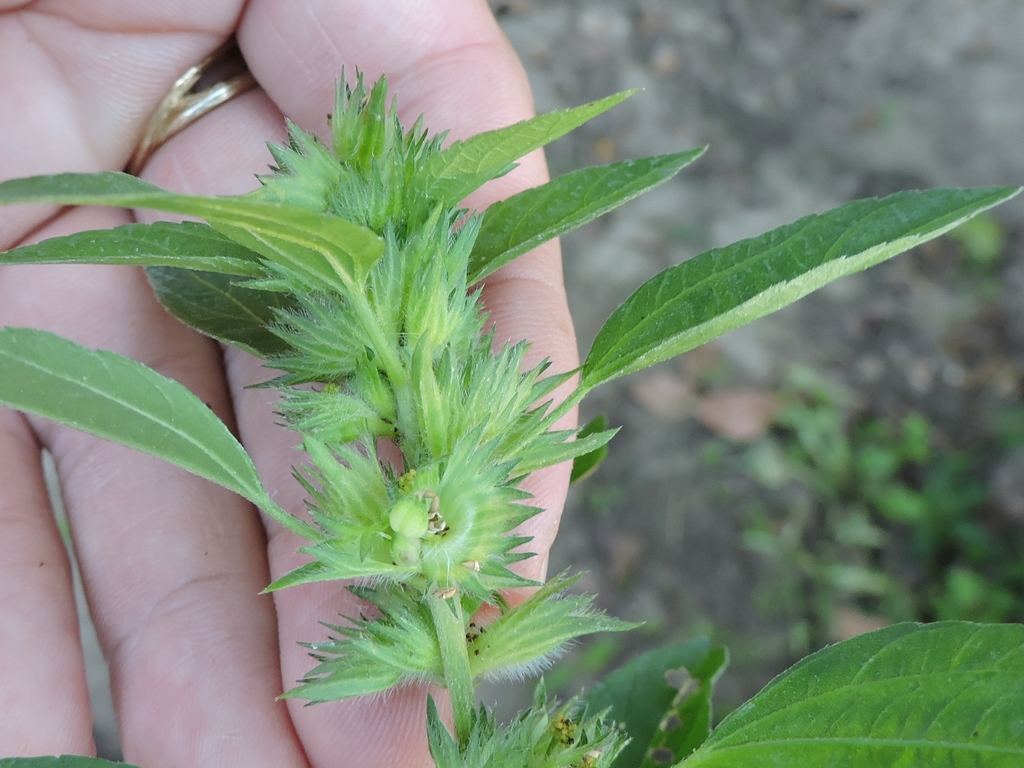 Weed of the Week | N.C. Cooperative Extension